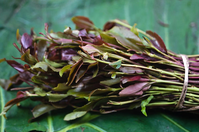 Watchdog group accuses NYC cop of illegal cavity search of khat user ...