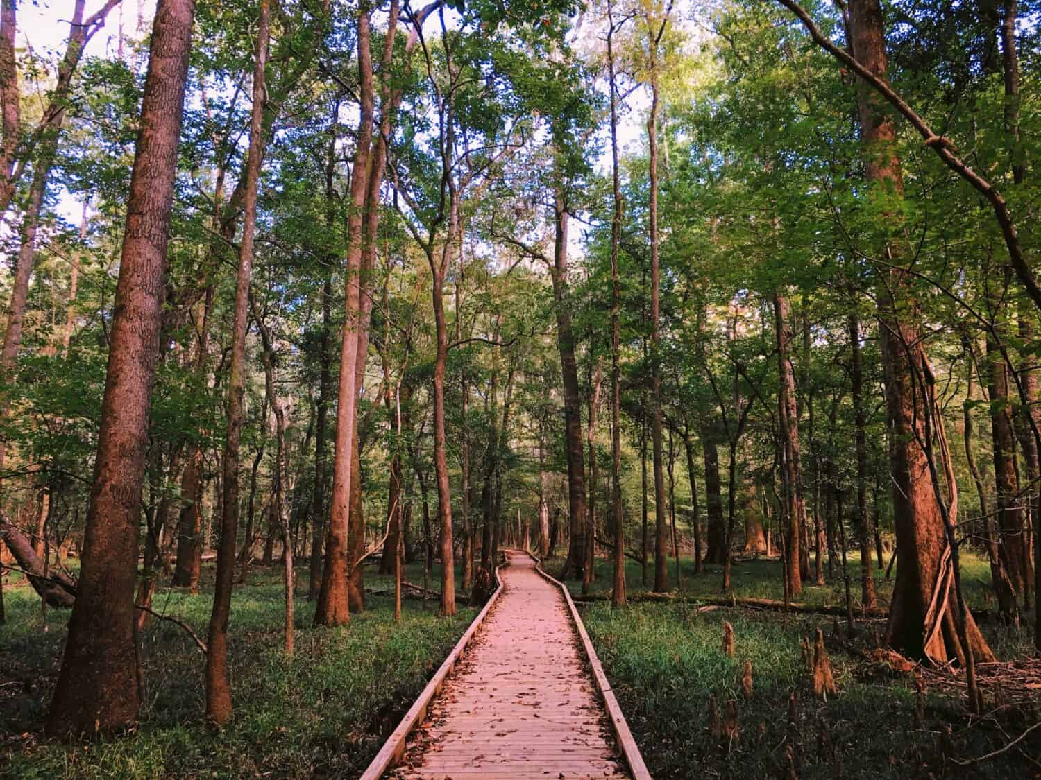 This natural wonder is a South Carolina must-see