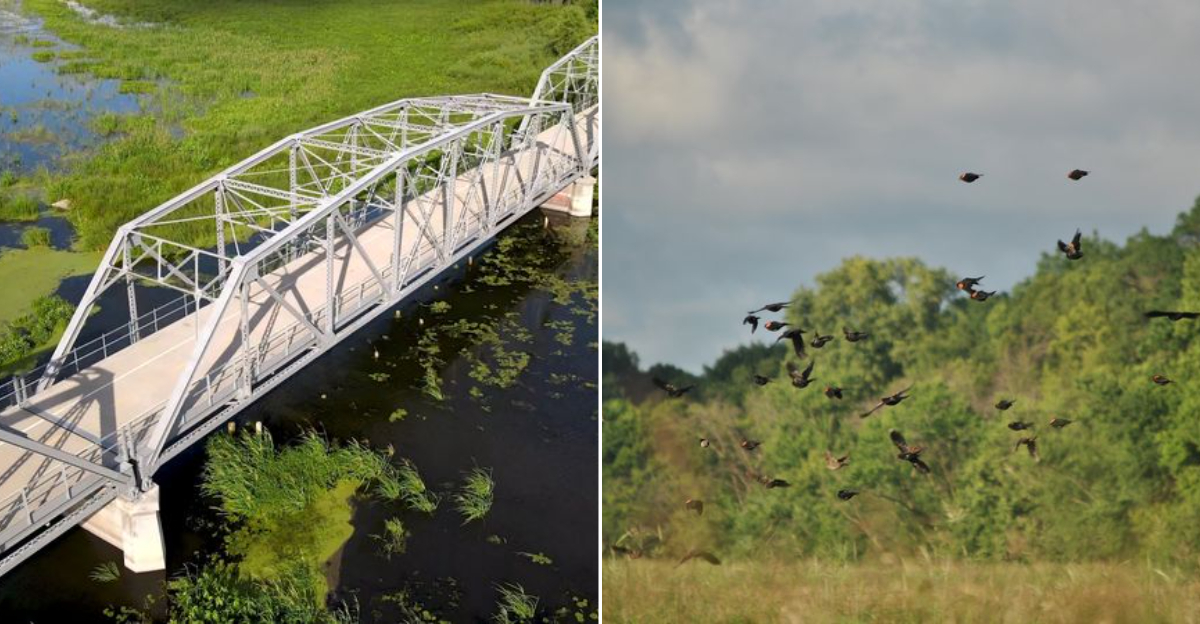 The Minnesota wetland trail where birds act like you’re invisible