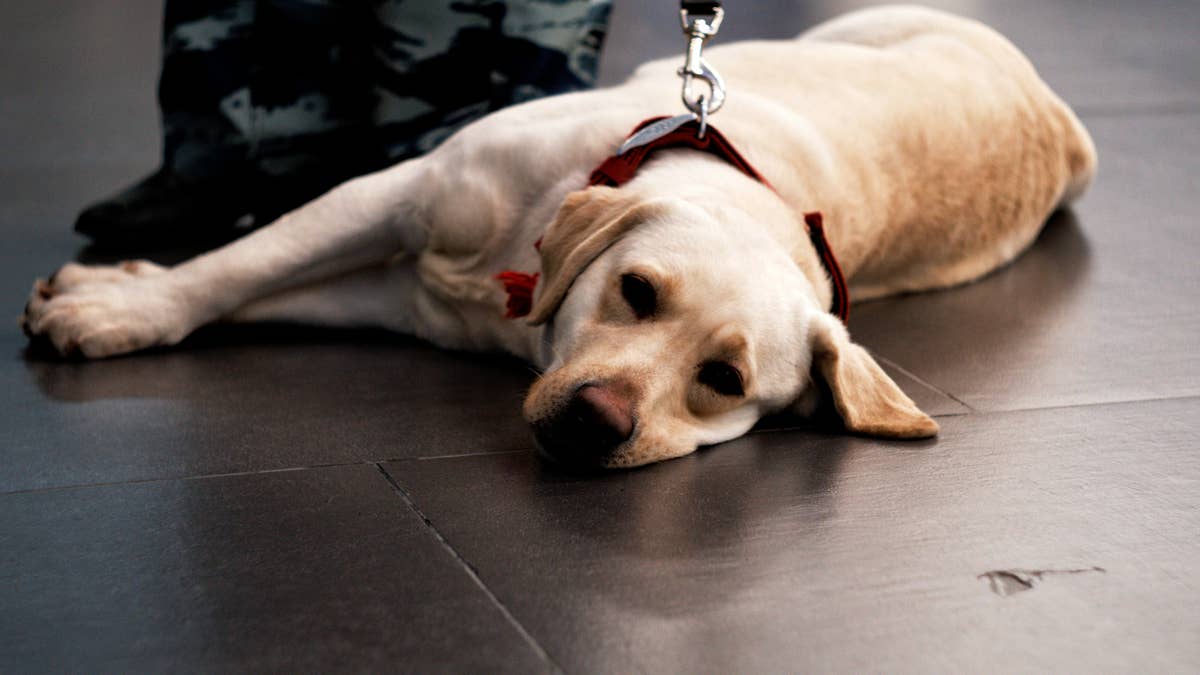 Flying your dog in 2026? These are the only IATA-ready crates for large ...