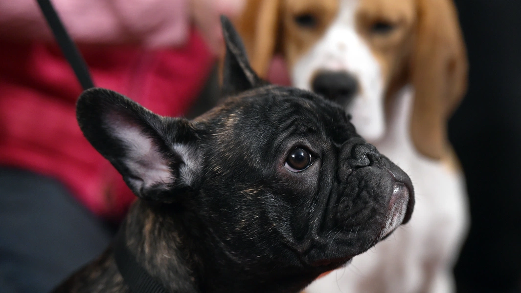 AKC rankings place French bulldog first, Malamute outside top tier