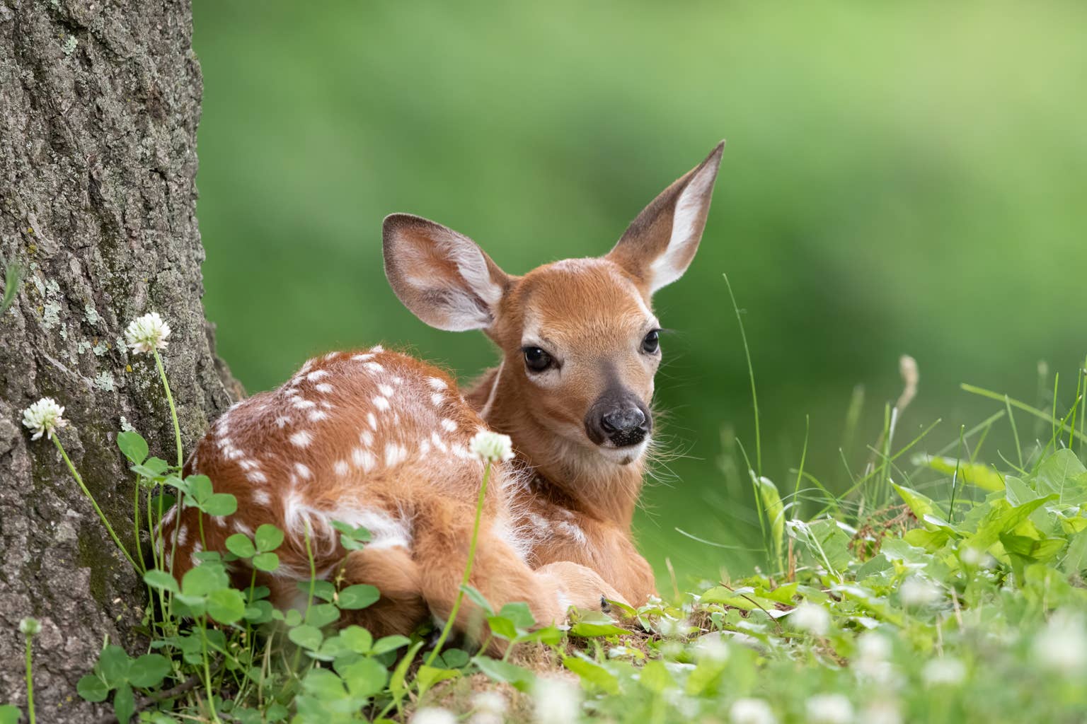 Scared baby deer was stuck in the middle of a busy highway until ...