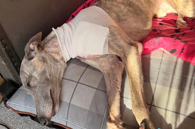 Whippet suffers life-threatening injuries at dog field sandpit