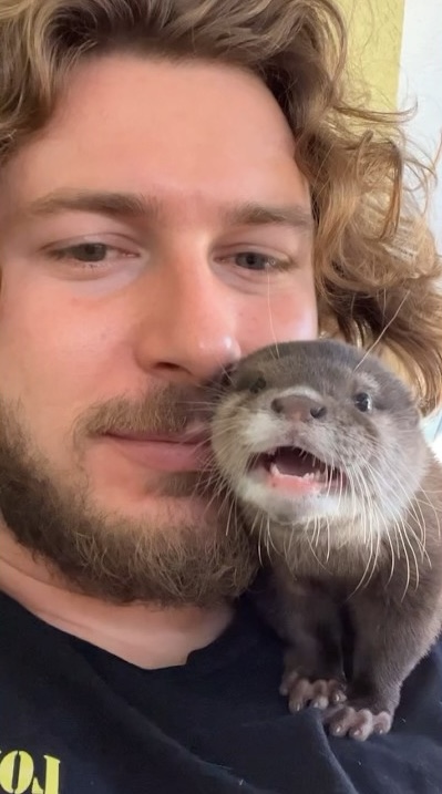 Otter Dad Turned Into The Cutest Wildlife Moment