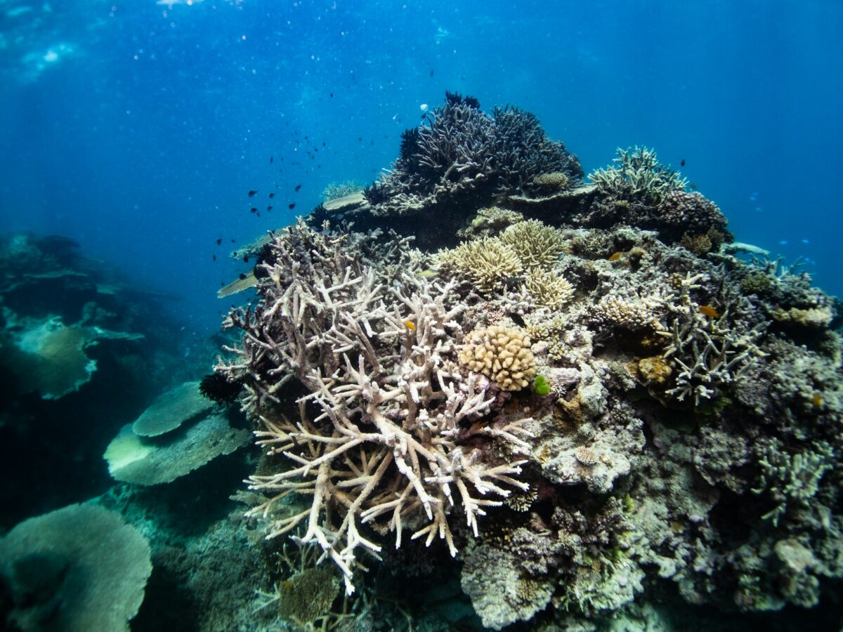 Endangered species facts to know