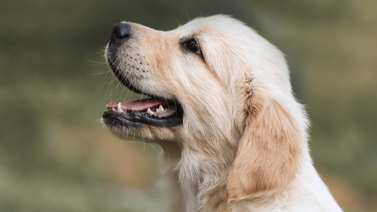 Dogs can get depressed too: behaviors owners shouldnt ignore