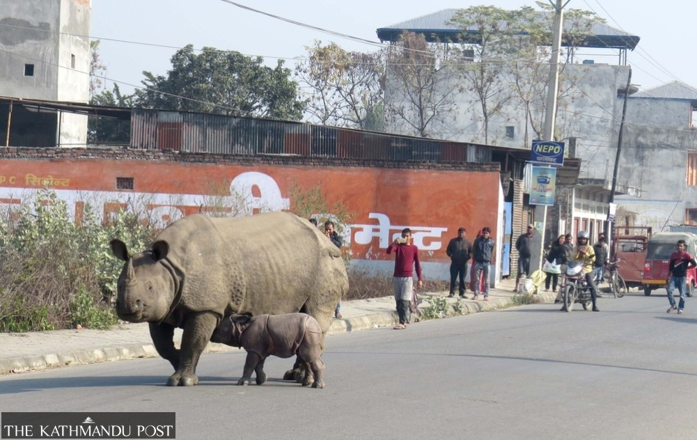 Rhino sightings in Chitwan's urban areas raise conservation concerns