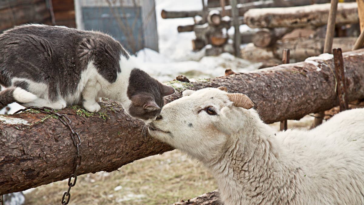This barn cat is so good at his job, farm sheep are lining up to see him