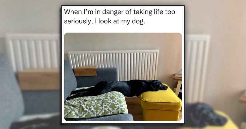 'Good boys get good memes': 21 dog memes to fill your morning cup with ...