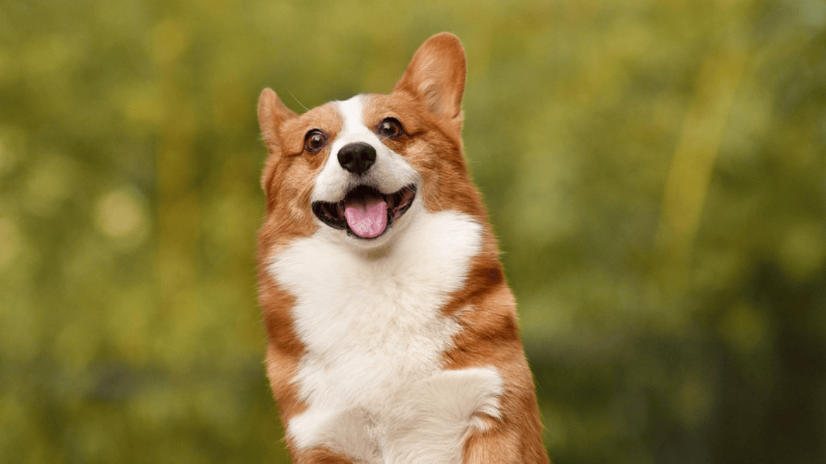8 beautiful dog names that have surprisingly heartwarming meanings