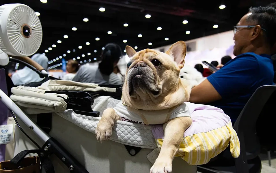 AKC rankings place French bulldog first, Malamute outside top tier
