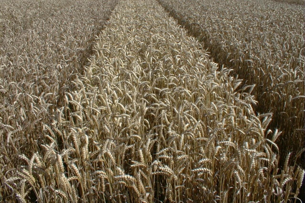 Research into 'gene edited' crops continues to gather pace