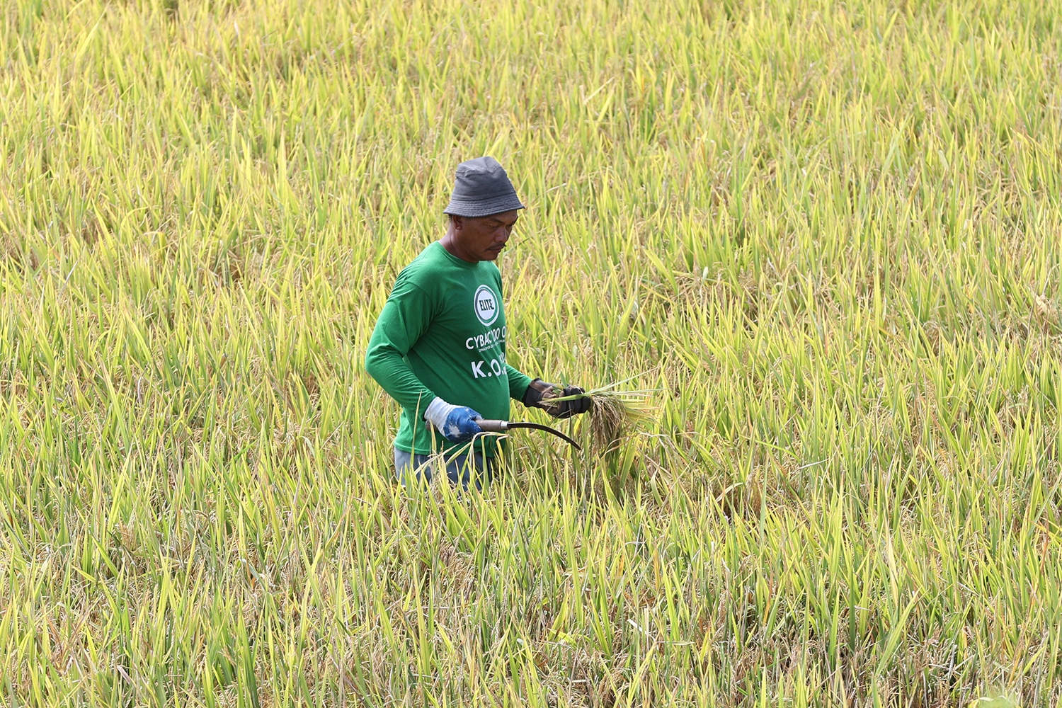 El Niño may cut PH rice output by 700,000 metric tons, says DA