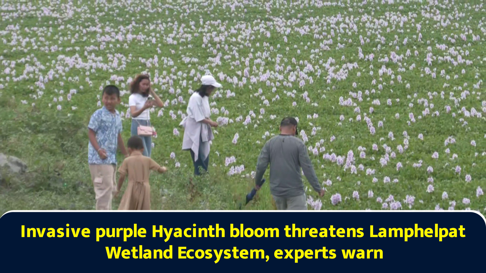 Invasive purple hyacinth bloom threatens Lamphelpat Wetland Ecosystem ...