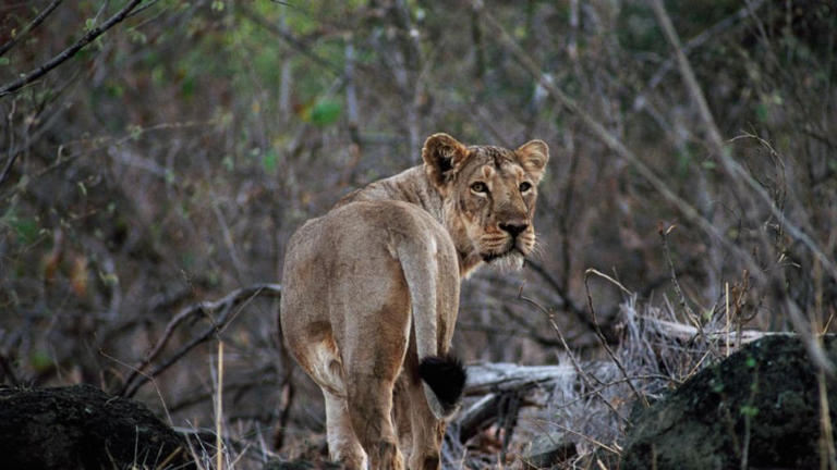 Viral Rawada Forest Video Shows Man Survive Lion By Staring Down ...