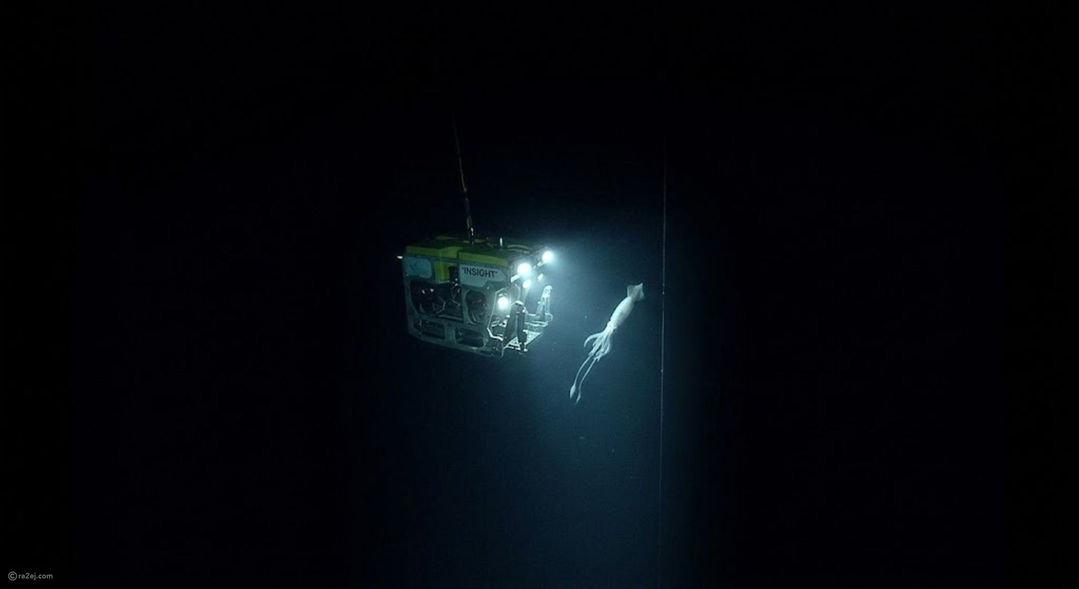 A giant squid longer than a school bus rises from 1,500 feet in rare ...
