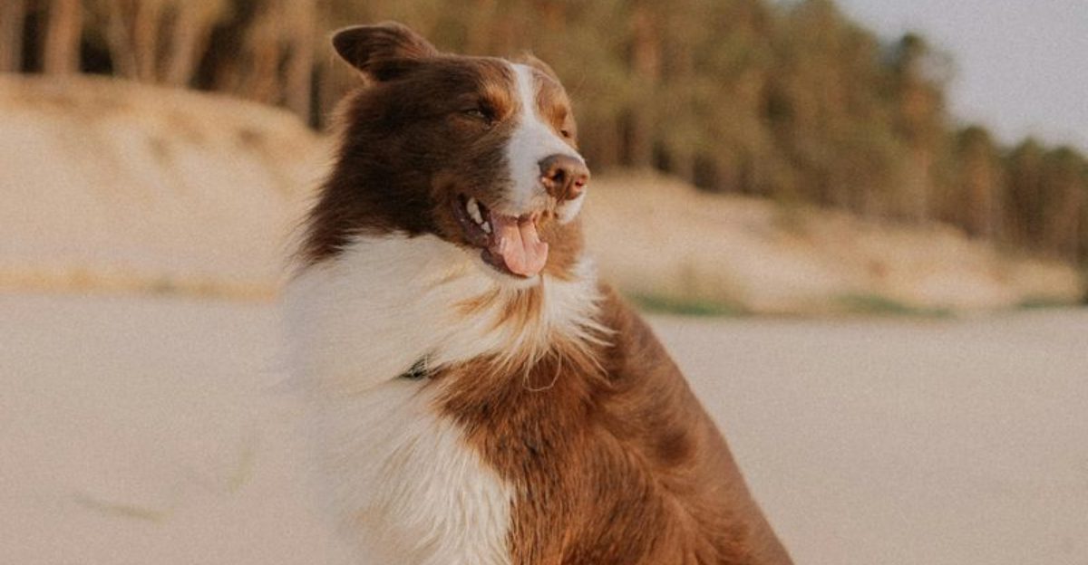 12 difficult dog breeds that demand serious commitment and consistency