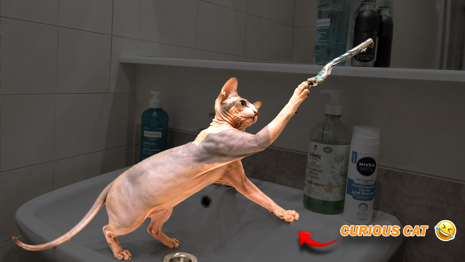 Funny and curious cat moments