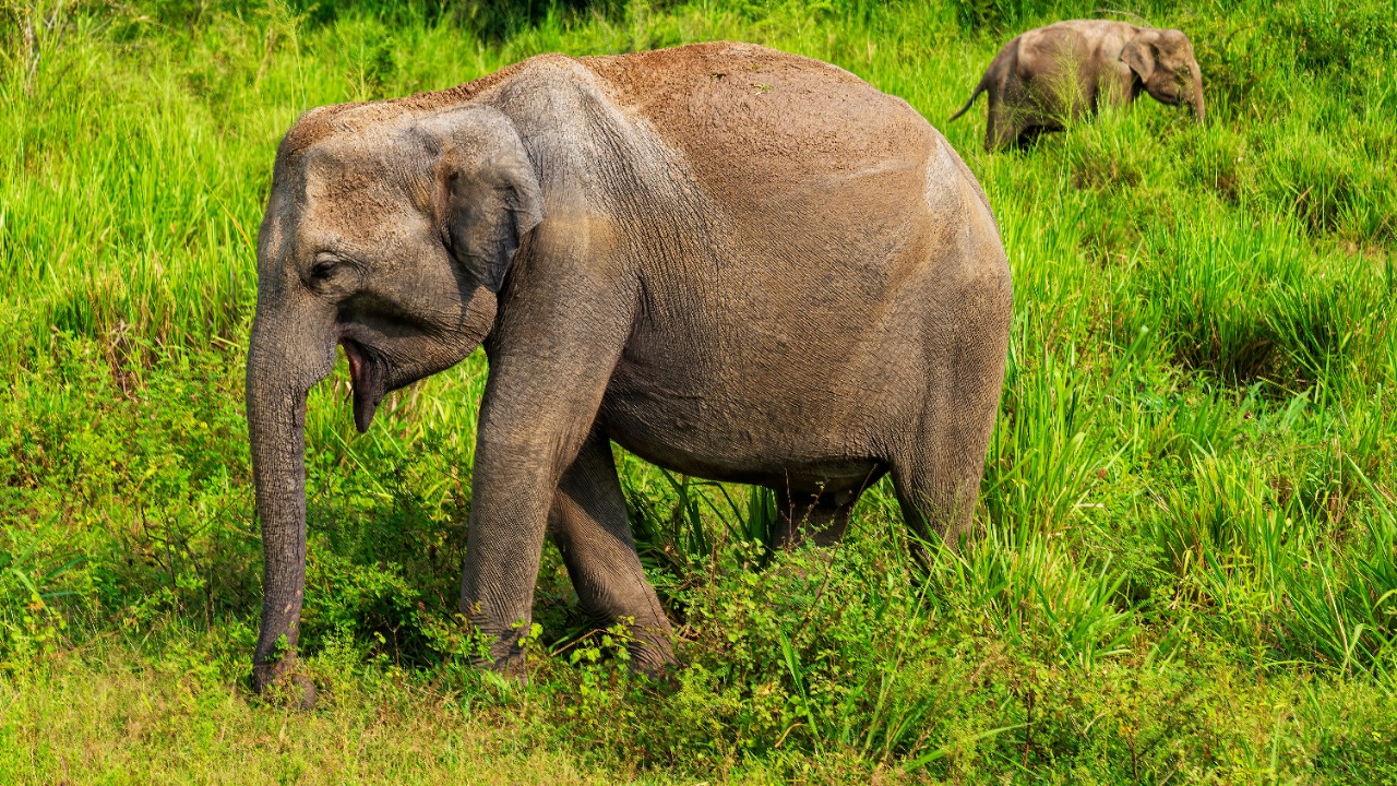 A six-year study across 50 countries found most wild animals change how ...