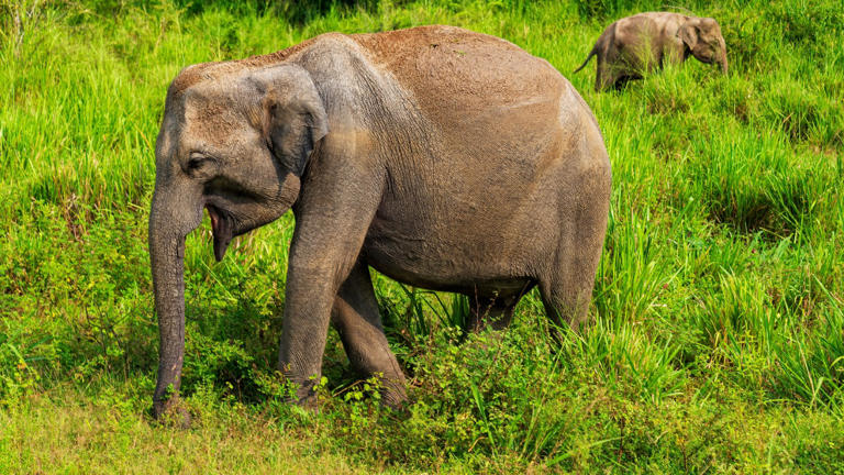 A six-year study across 50 countries found most wild animals change how ...