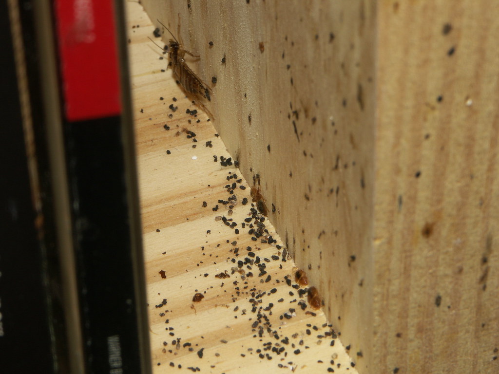 10 dangerous insects that can damage your home (and more)