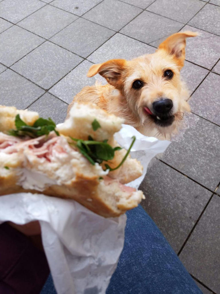 12 beautiful signs your dog feels deeply loved, emotionally safe, and ...