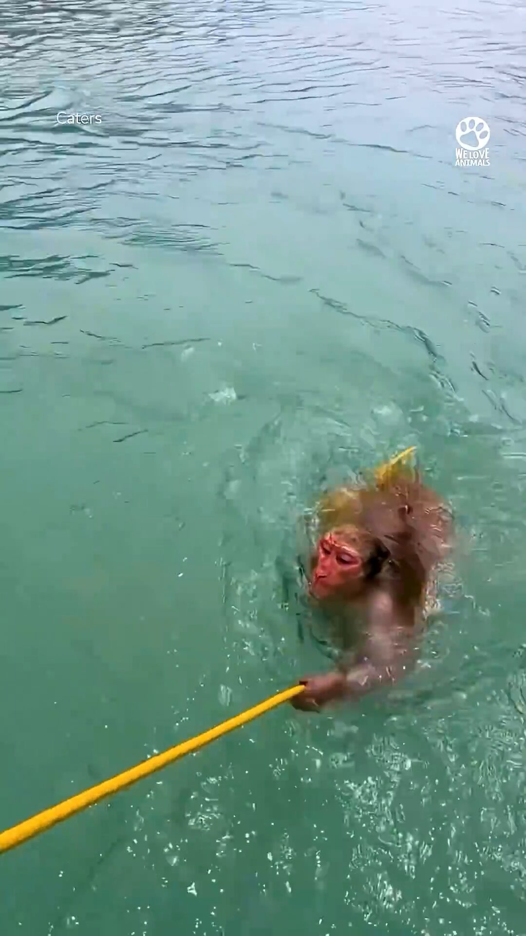 Poor monkey fights for her life against the current 😰