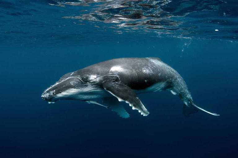 How two maverick whales just rewrote the marine biology textbooks