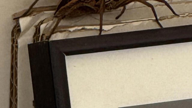 North Carolina homeowner says 8-inch spider emerged from moving boxes ...