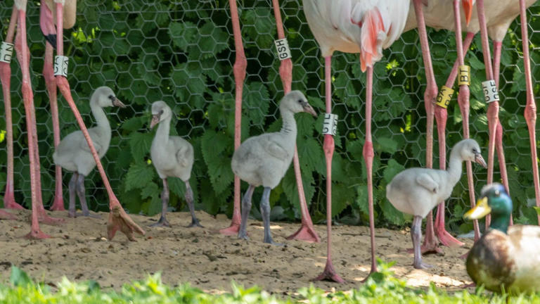 Martin Mere welcomes flamingo chicks ahead of half term