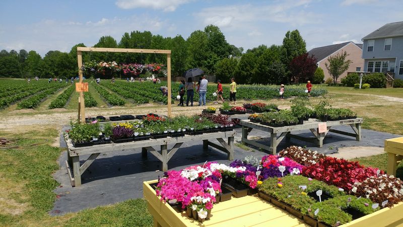 The North Carolina berry farm where you gather your own fruit and enjoy ...