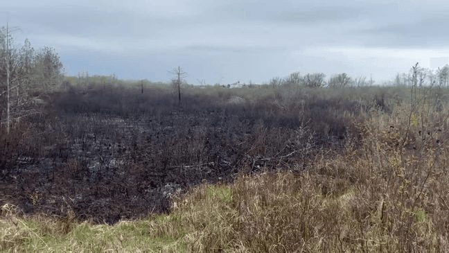 Man arrested after fire burns Duncan Bay Nature Preserve