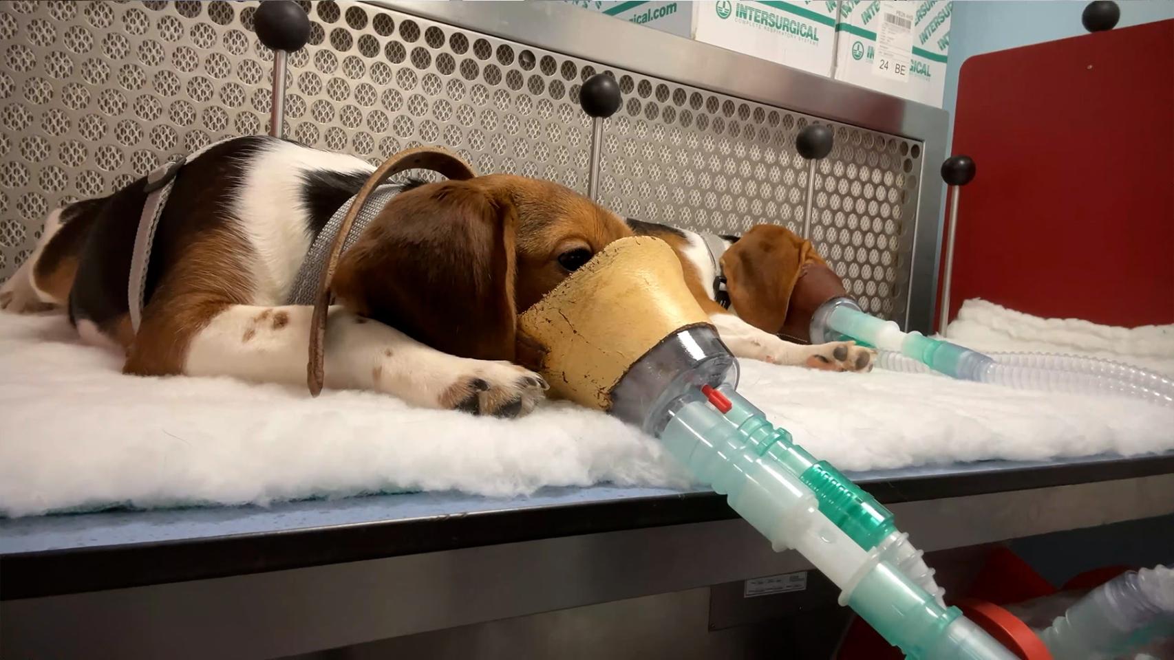 La realidad de los miles de perros criados en industrias para ser ...