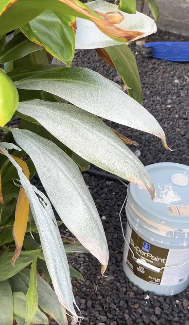 Man sees an all-white gecko frozen in place — and realizes what’s going on