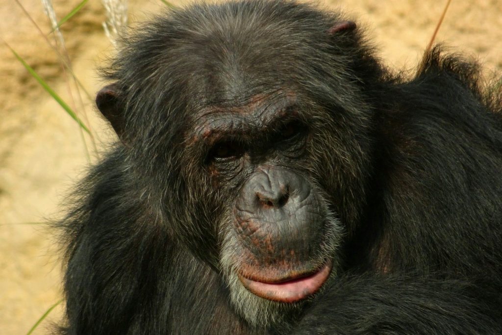 Michael Jackson’s chimp Bubbles: Where he is now in 2026