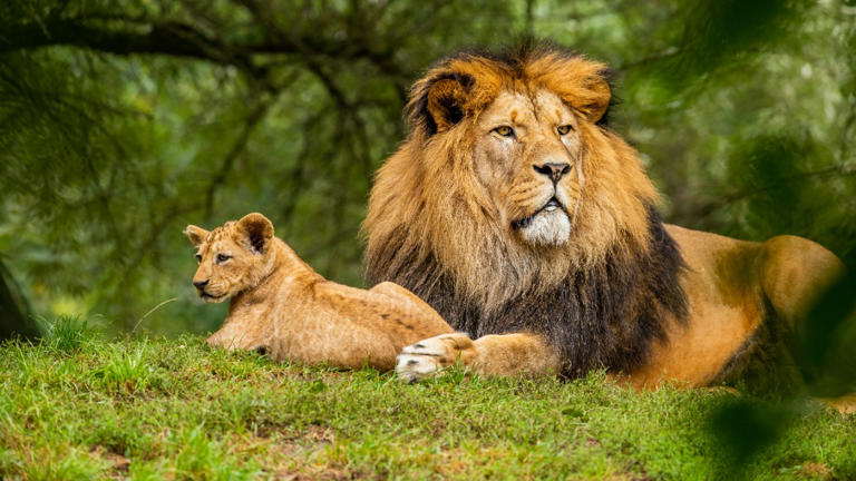 A six-year, 50-country study just confirmed wildlife is watching us ...