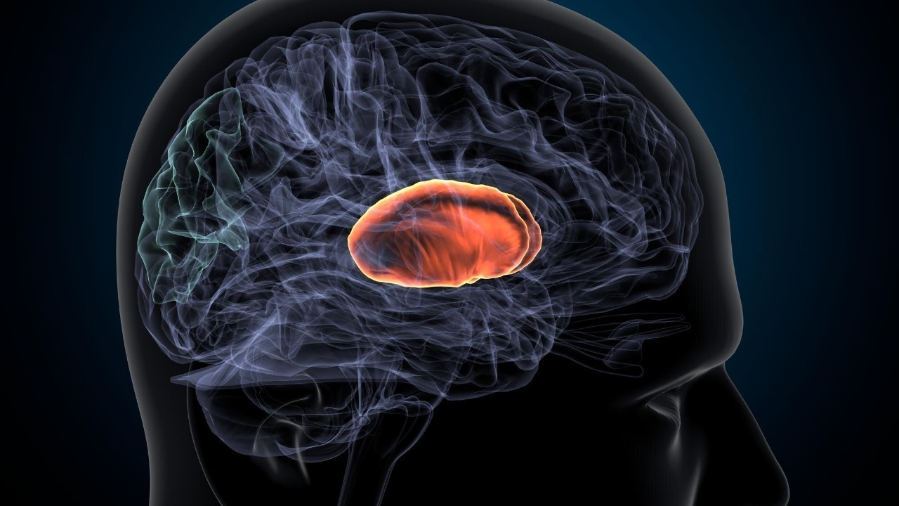A virus engineered to hunt brain tumors just reached its first human ...