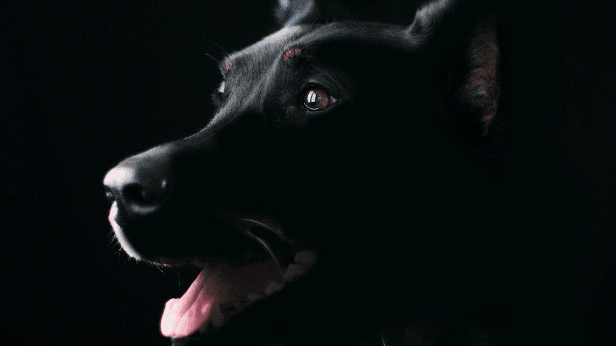 Body language that reveals a dog no longer wants your affection