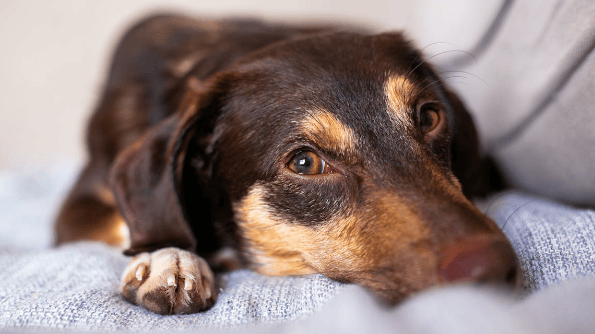 Pet owners share 7 secrets for keeping pets looking clean, healthy, and ...