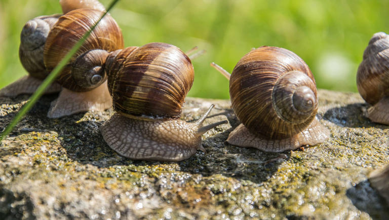 Heb je last van aangevreten planten? Dit is het belangrijke verschil ...