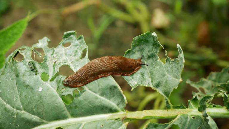 Heb je last van aangevreten planten? Dit is het belangrijke verschil ...