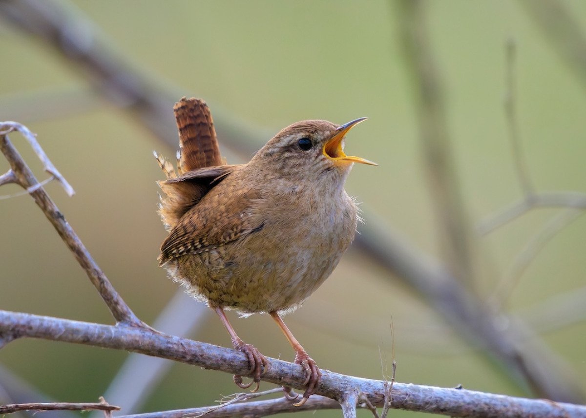 Can you solve these 25 real Jeopardy! clues about animals?