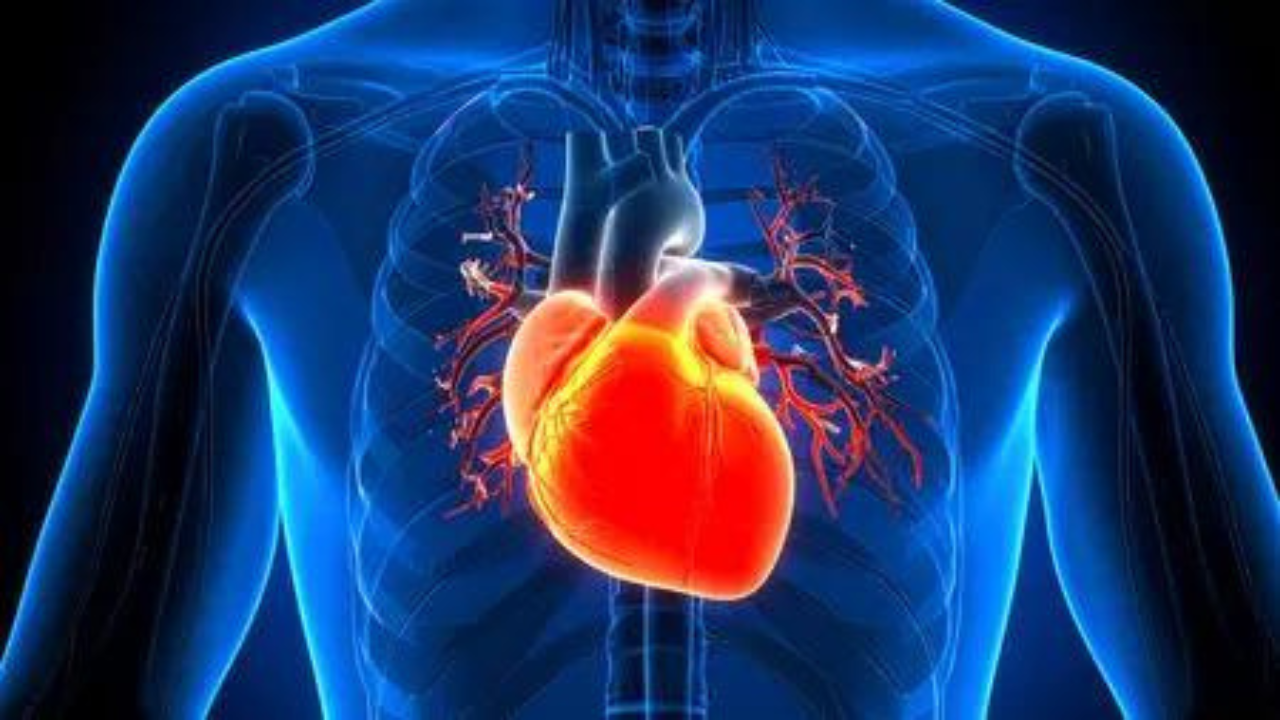 Chinese scientists grow heart’s ‘master conductor’ that could one day ...