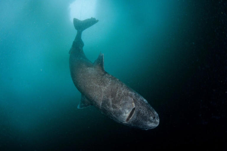 Scientists discover a 399-year-old shark born in 1627, and its age ...