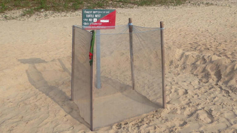 Marco Island pulls shark fishing restriction proposal amid sea turtle ...