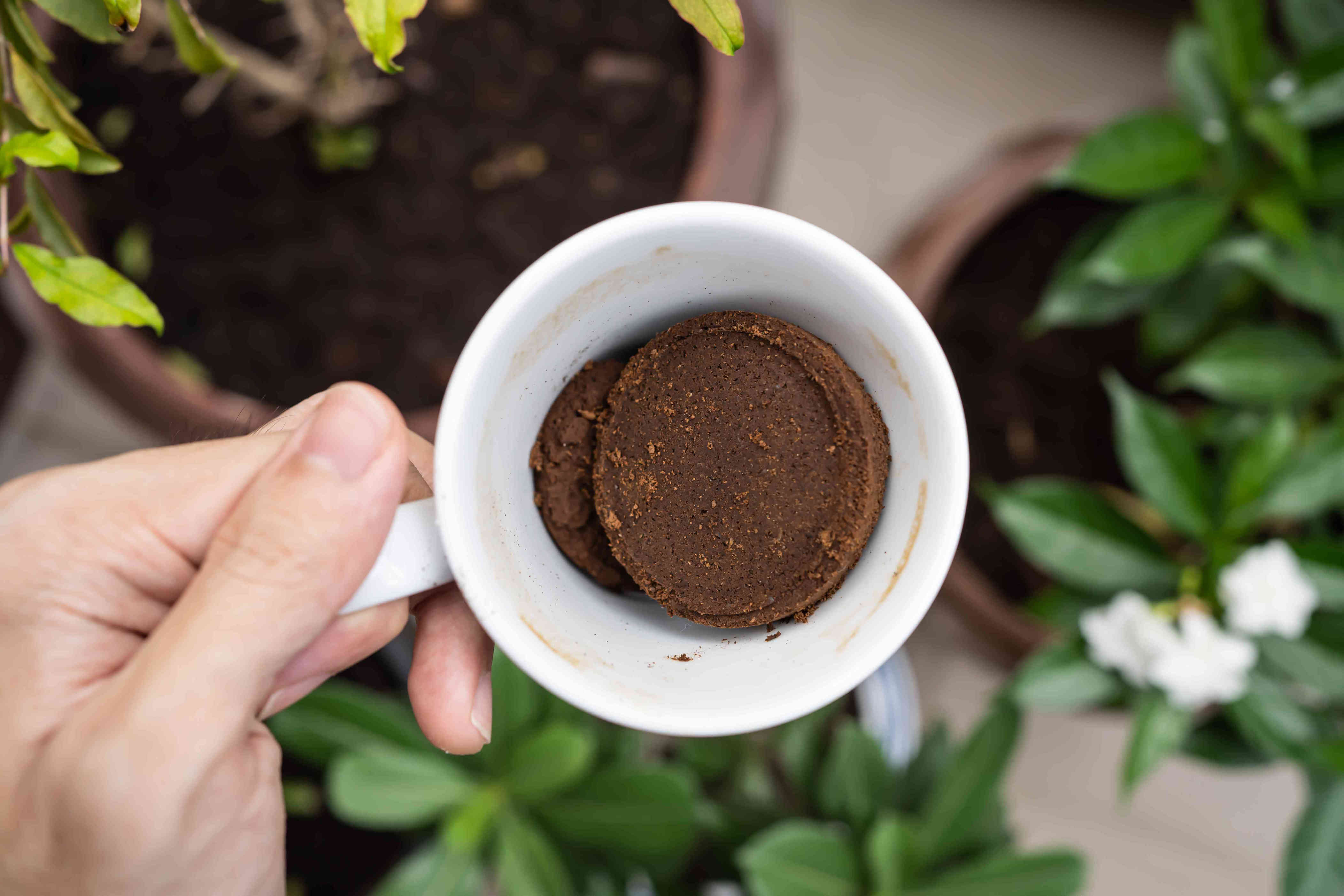 Do coffee grounds repel mosquitoes? Here’s what actually works