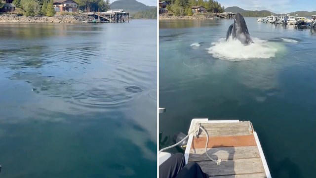 Video shows fish start jumping seconds before humpback whale bursts ...