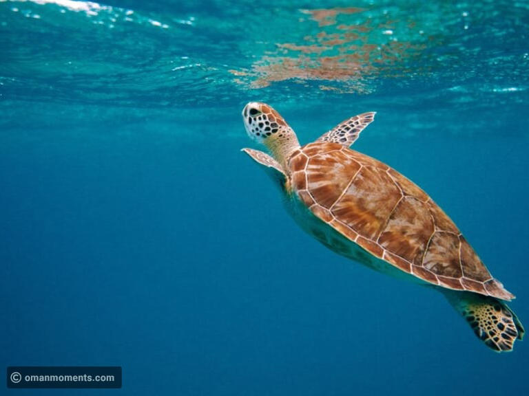 Oman's conservation efforts highlight World Turtle Day