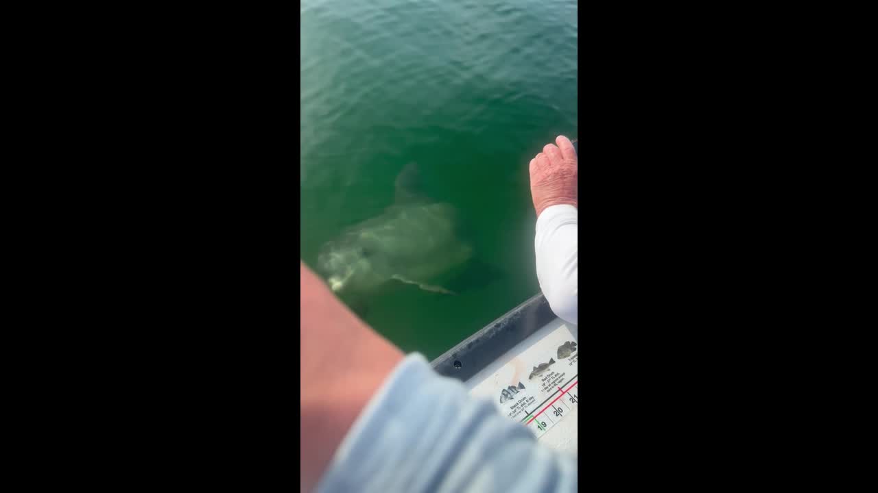 Dolphin interacts with people near boat in Destin, Florida, USA