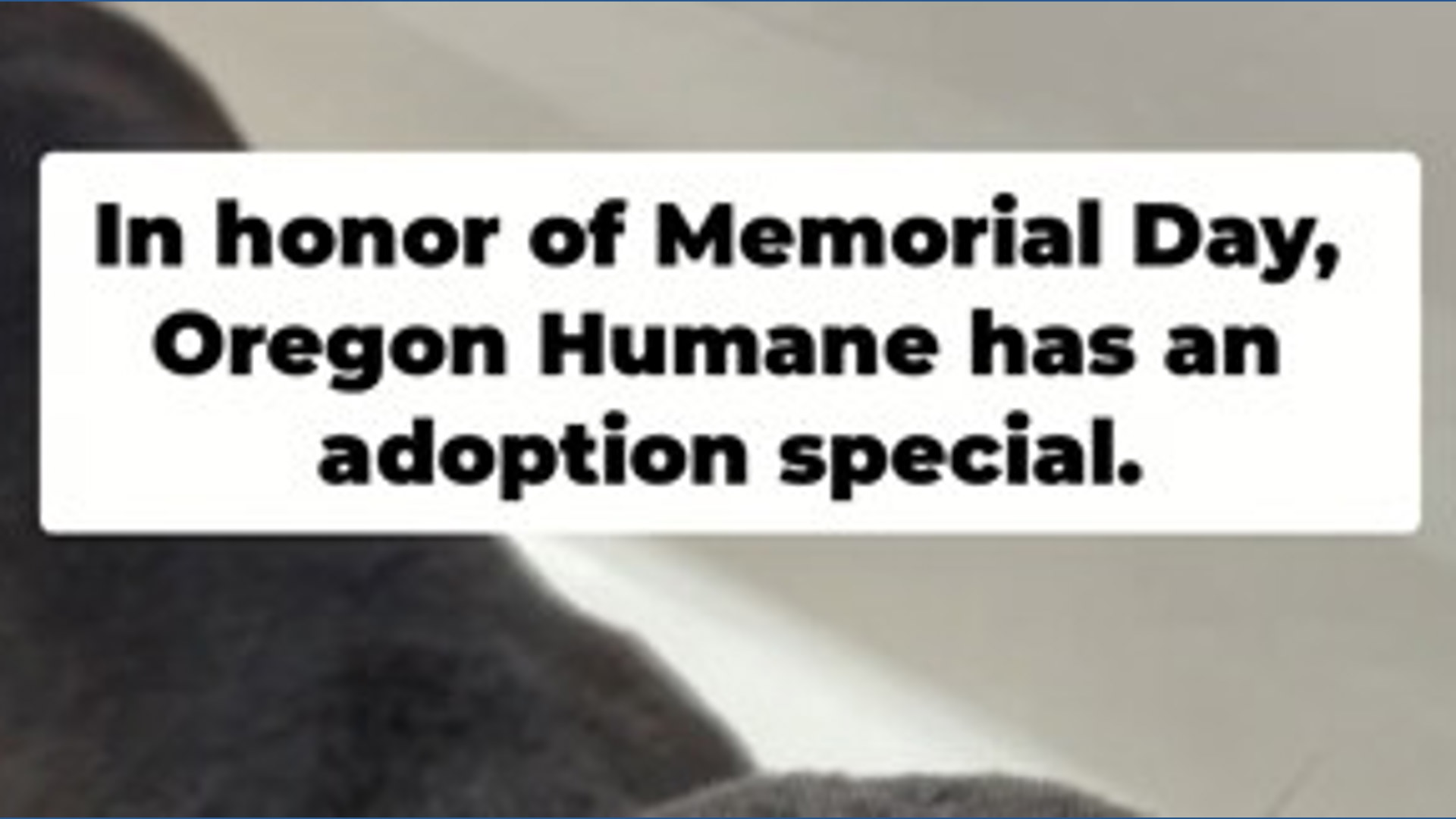 Oregon Humane offering adoption special in honor of Memorial Day